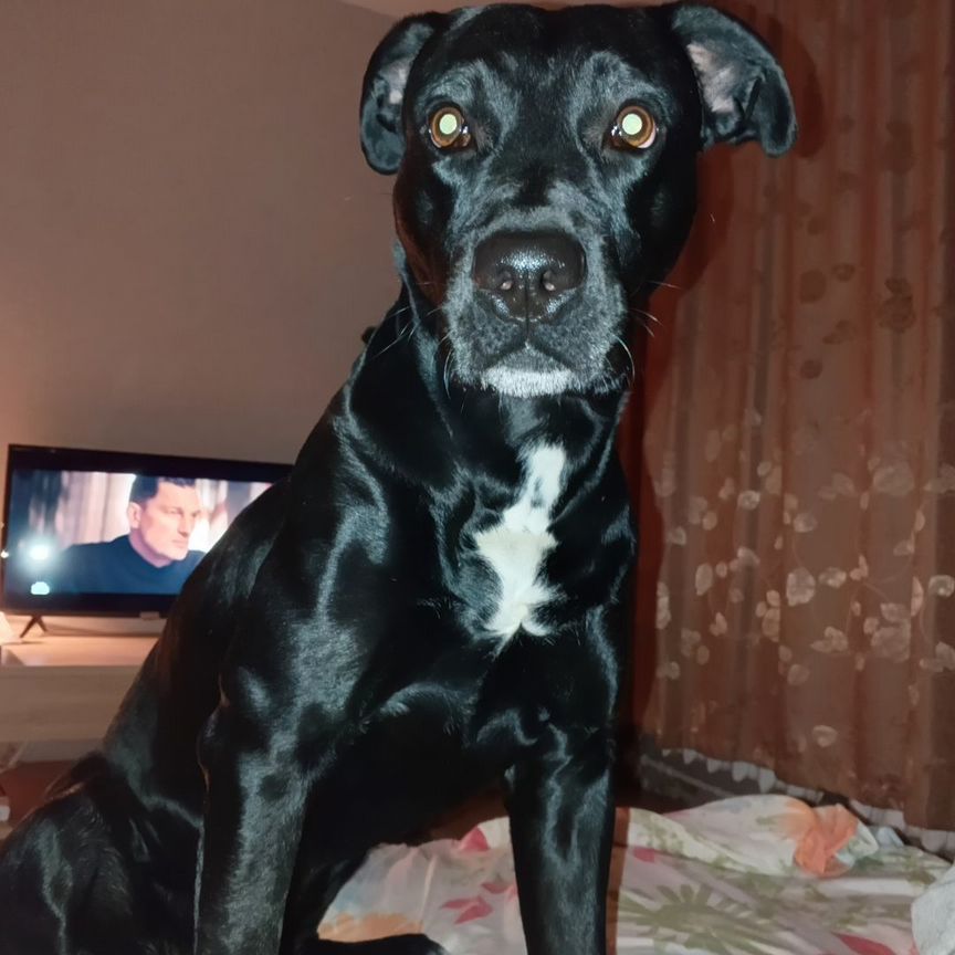 Чарли Степаныч Ищет девочку для вязки