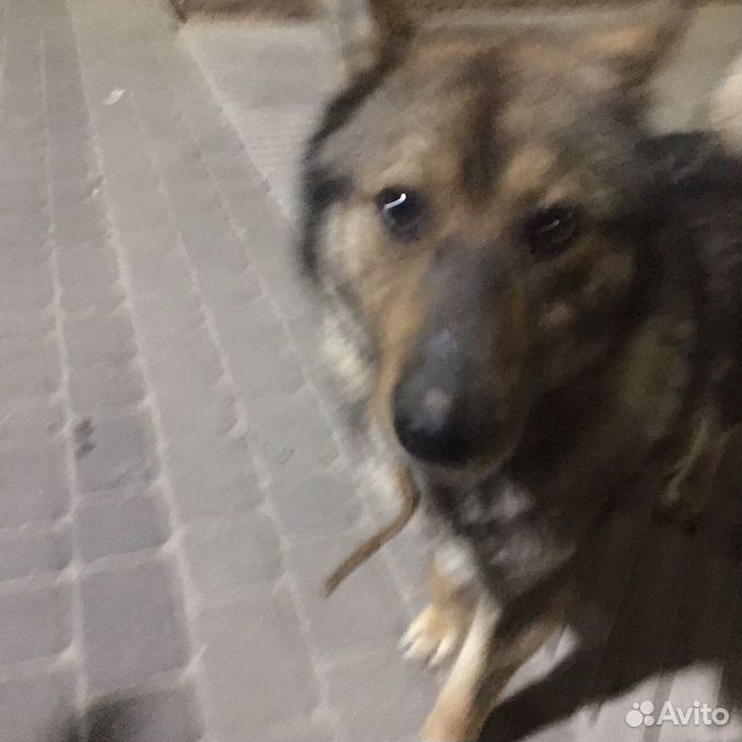 Помогите найти хозяина