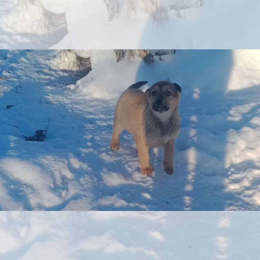 Щенок в добрые руки