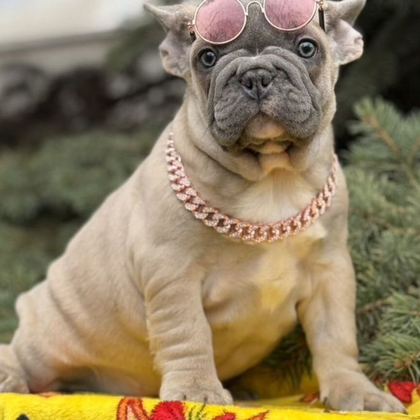 Французский бульдог, щенок