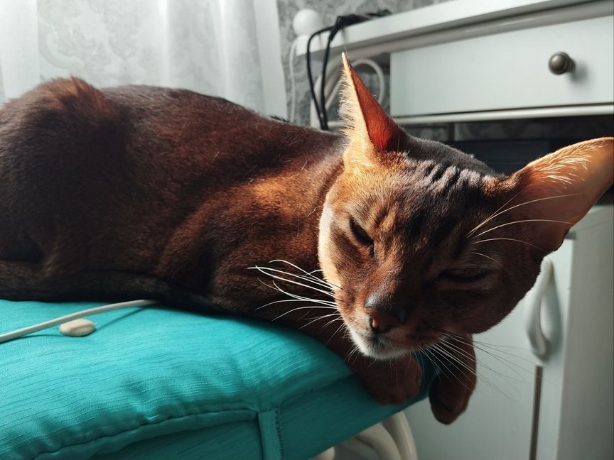 Абиссинский кот