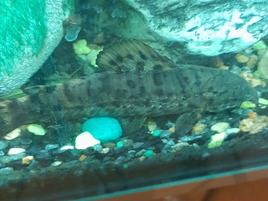 Сом таракатум бесплатно