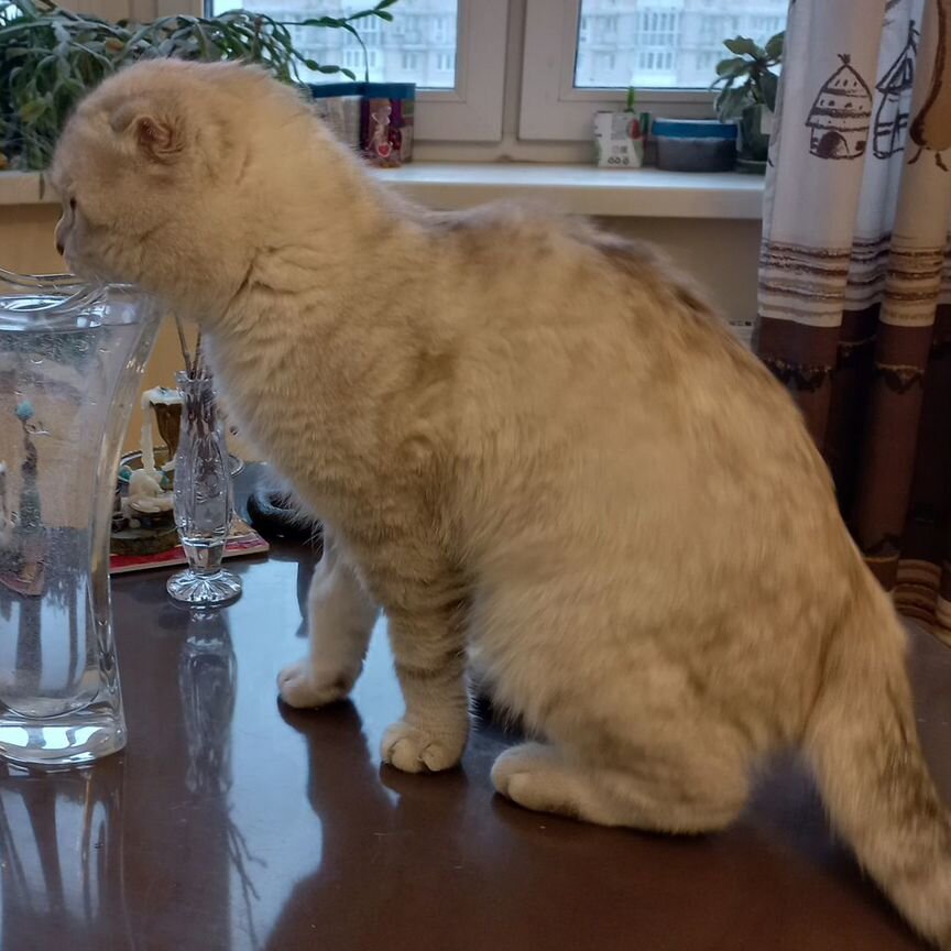 Шотландский кот вязка