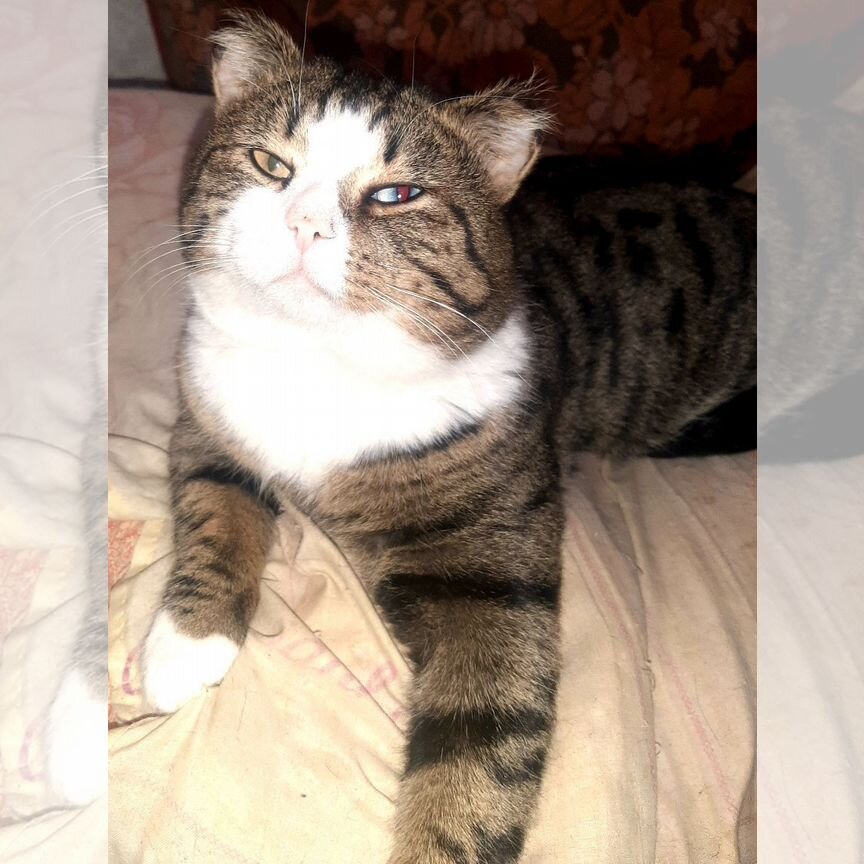 Взрослый кот в добрые руки