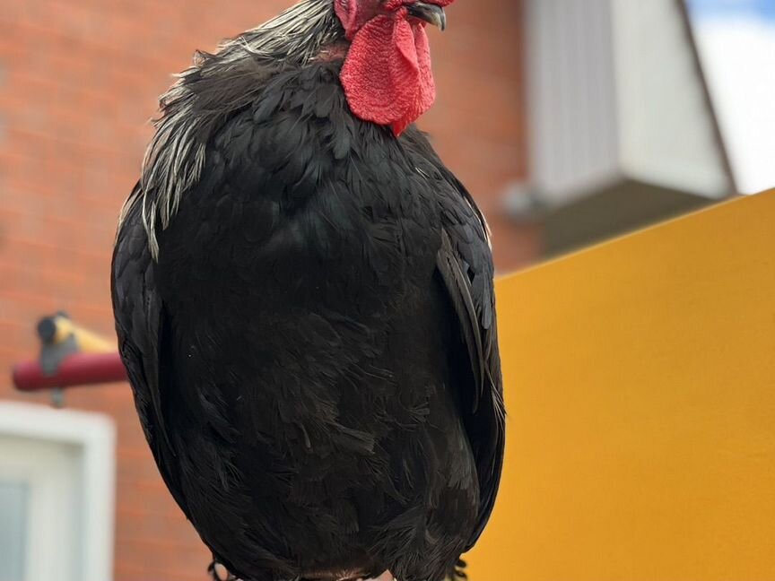 Петух Сильверудд Блю