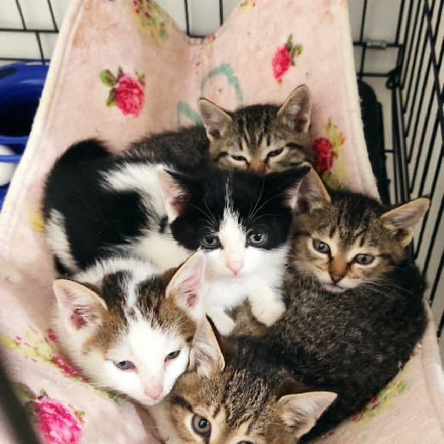 Котятки бандитки в добрые руки