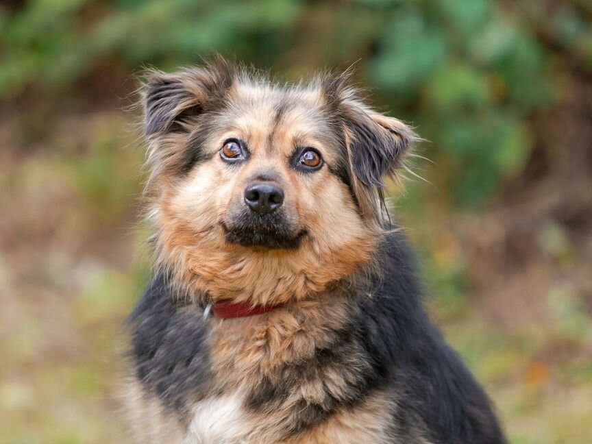 Собака в добрые руки