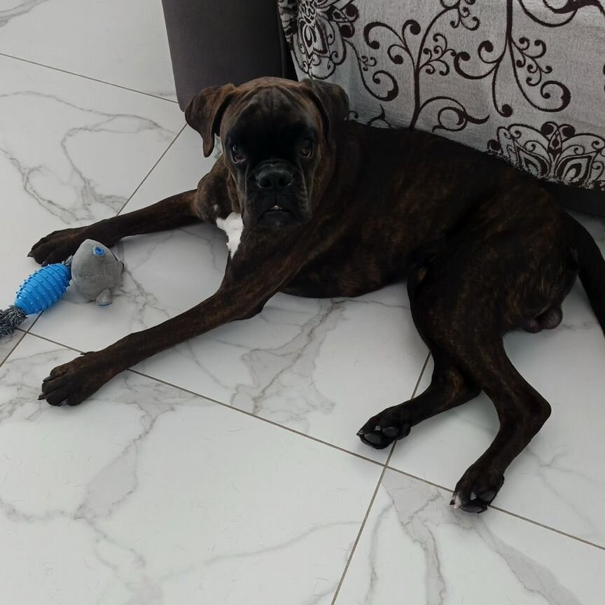 Боксер, щенок