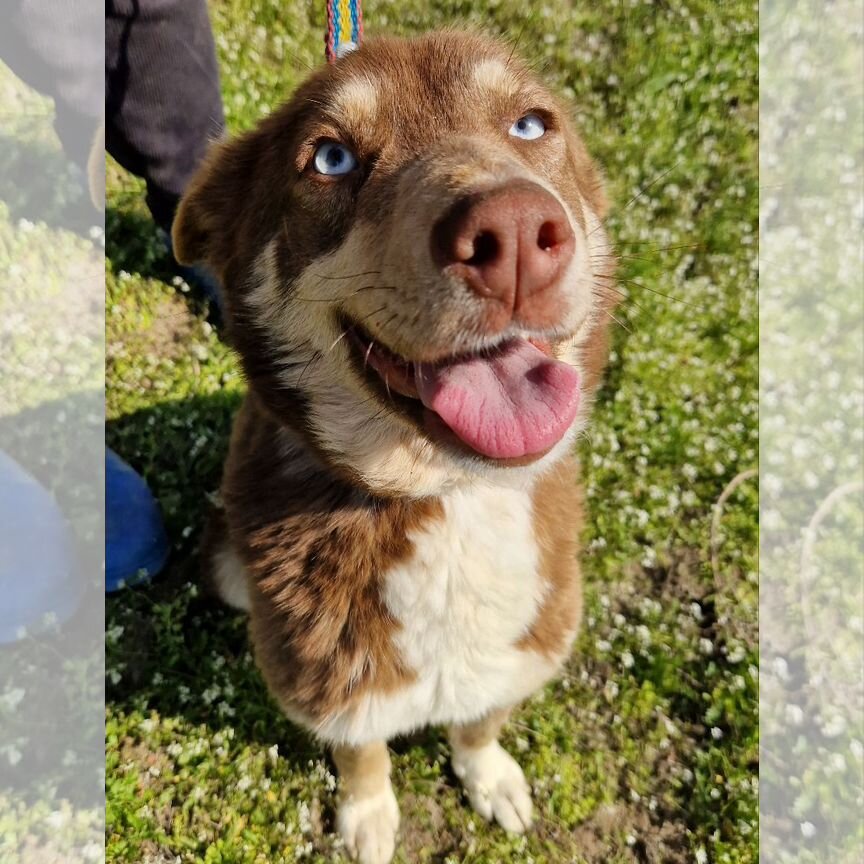 Взрослая собака в добрые руки