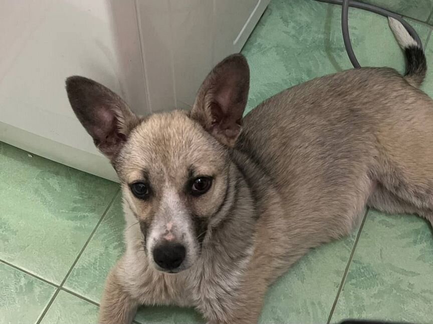 Собака в добрые руки щенок