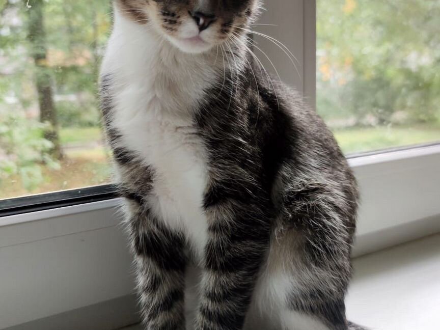 Котенок мальчик