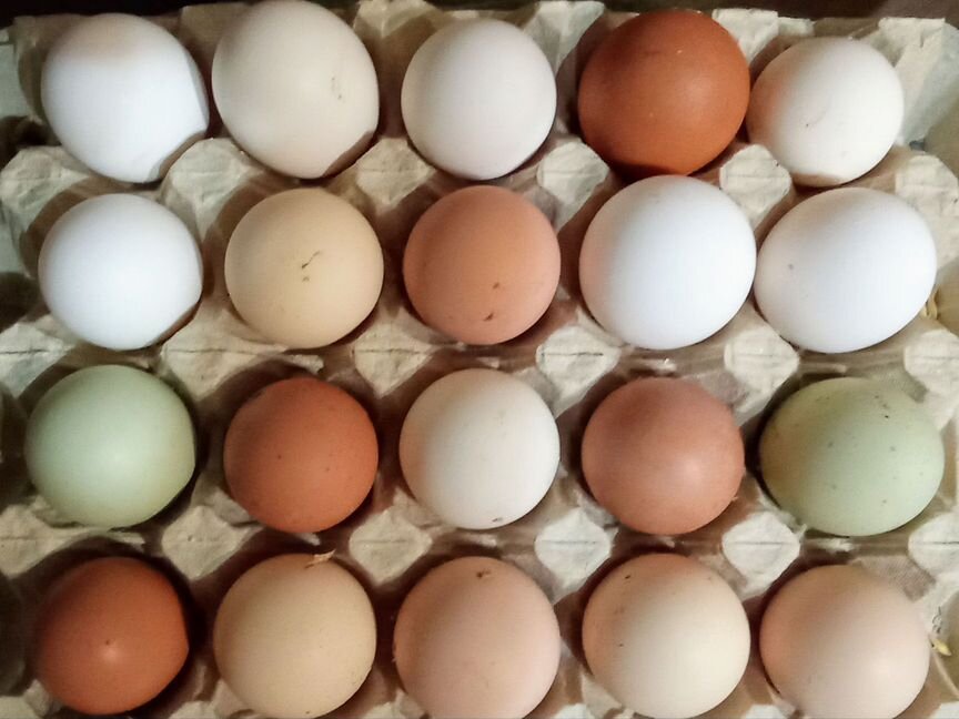 Инкубационное яйцо кур несушек