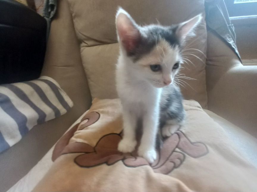 Красивые котятки, 1,5 месяца в добрые руки