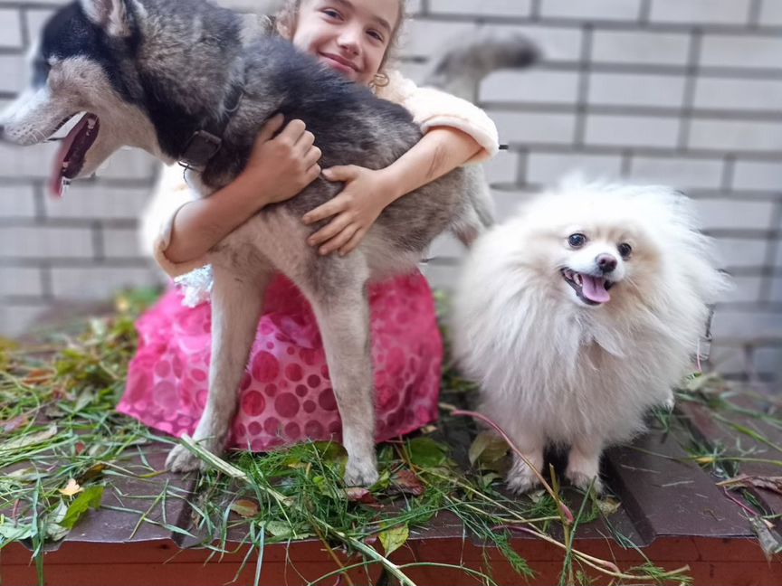 Померанский шпиц