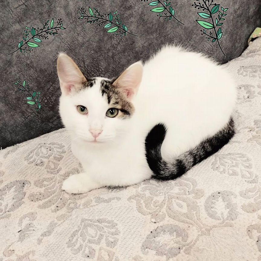 Для вас, заботливых, воспитанный котик 5мес