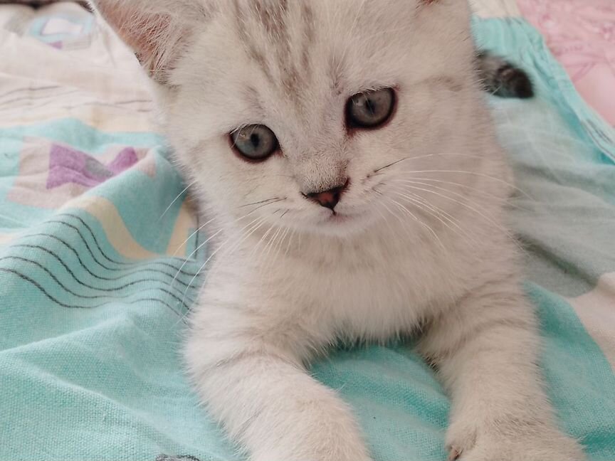 Шотландские котята