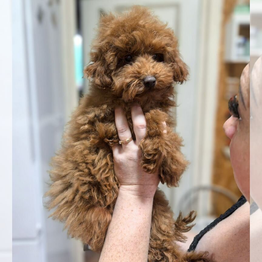 Той-пудель, щенок