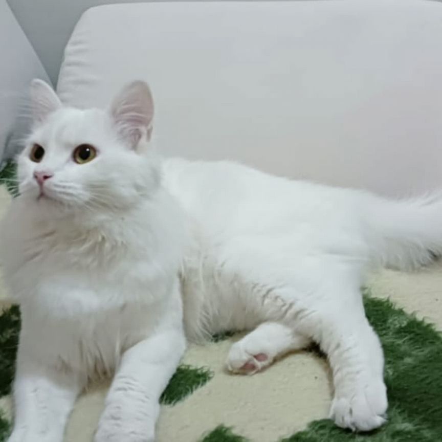 Котики бесплатно