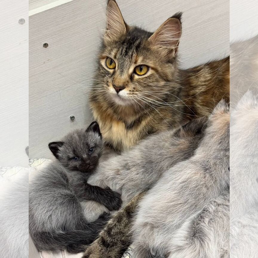 Котята мейн-кун метис