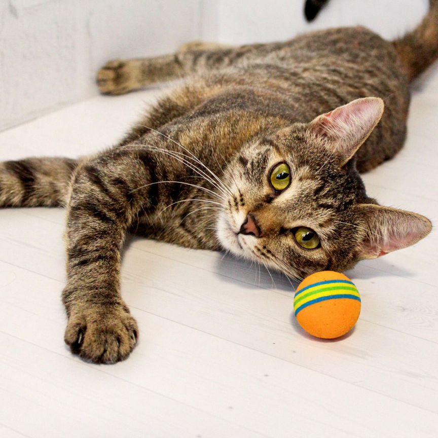 Ласковая кошечка ищет дом