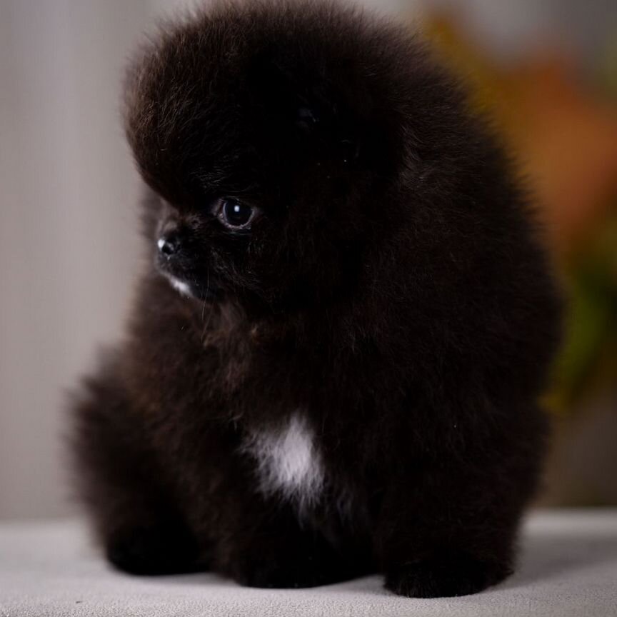 Померанский шпиц, щенок
