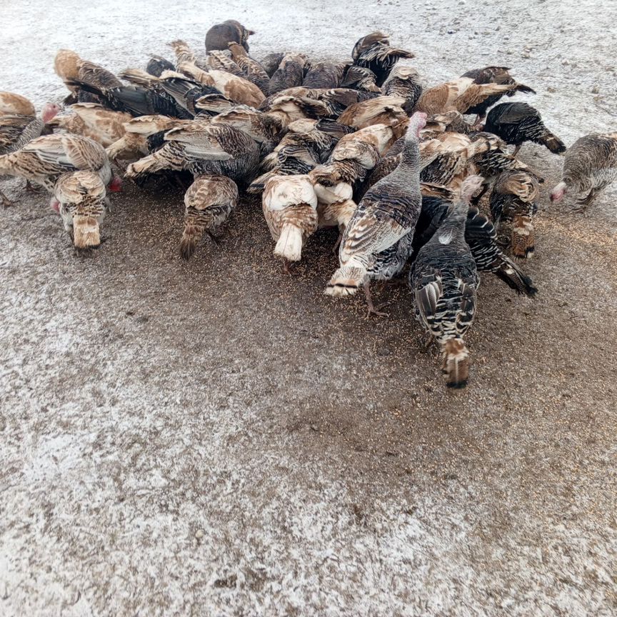 Продам индюков и индюшек 45 штук и мясом и вживую