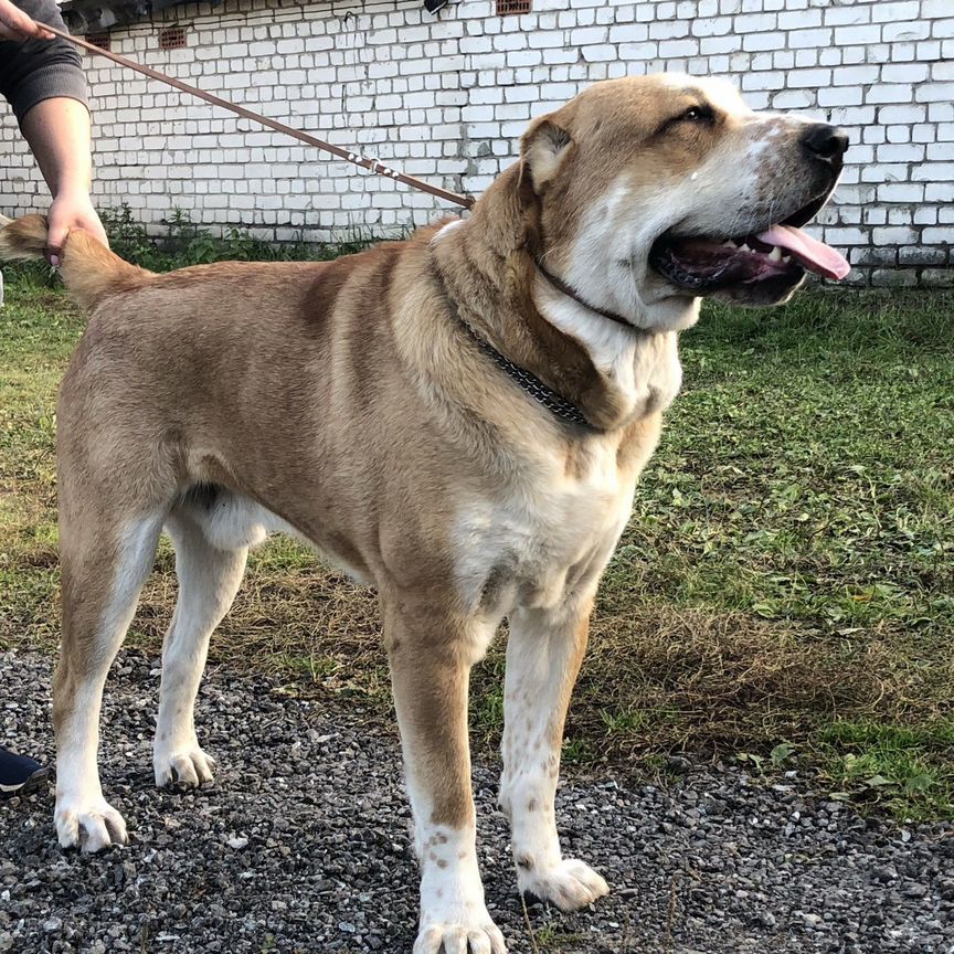 Среднеазиатская овчарка алабай