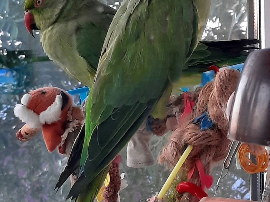 2 ожереловых папугая с клеткой и гнездом