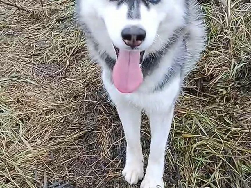 Сибирский хаски