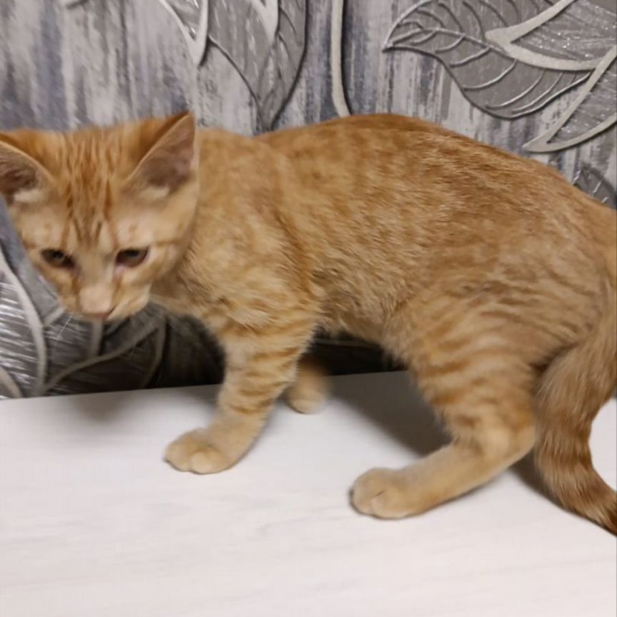 Котёнок Патрик