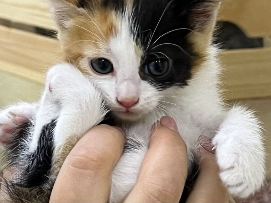 Котёнок 1,5 месяца