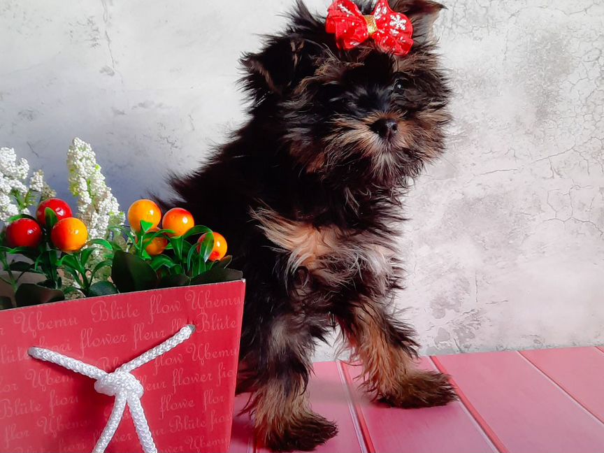 Девочка йоркширского терьера