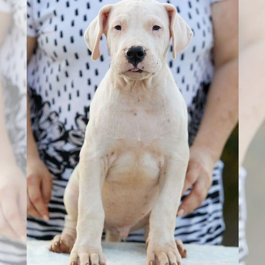 Аргентинский дог, щенок