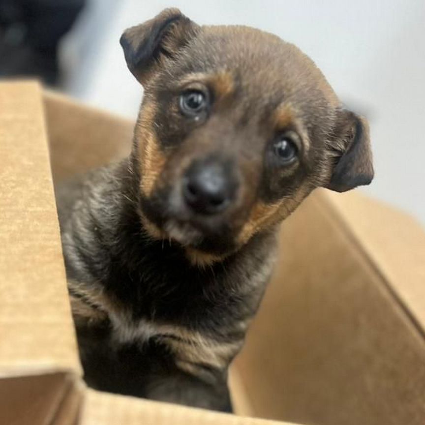 Ищу верного друга Хозяина