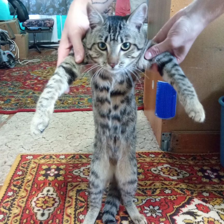 Отдам кота в добрые руки