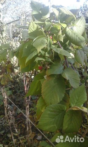 Саженцы малины ремонтантной, вишня "Шпанка" купить в Белореченске ...