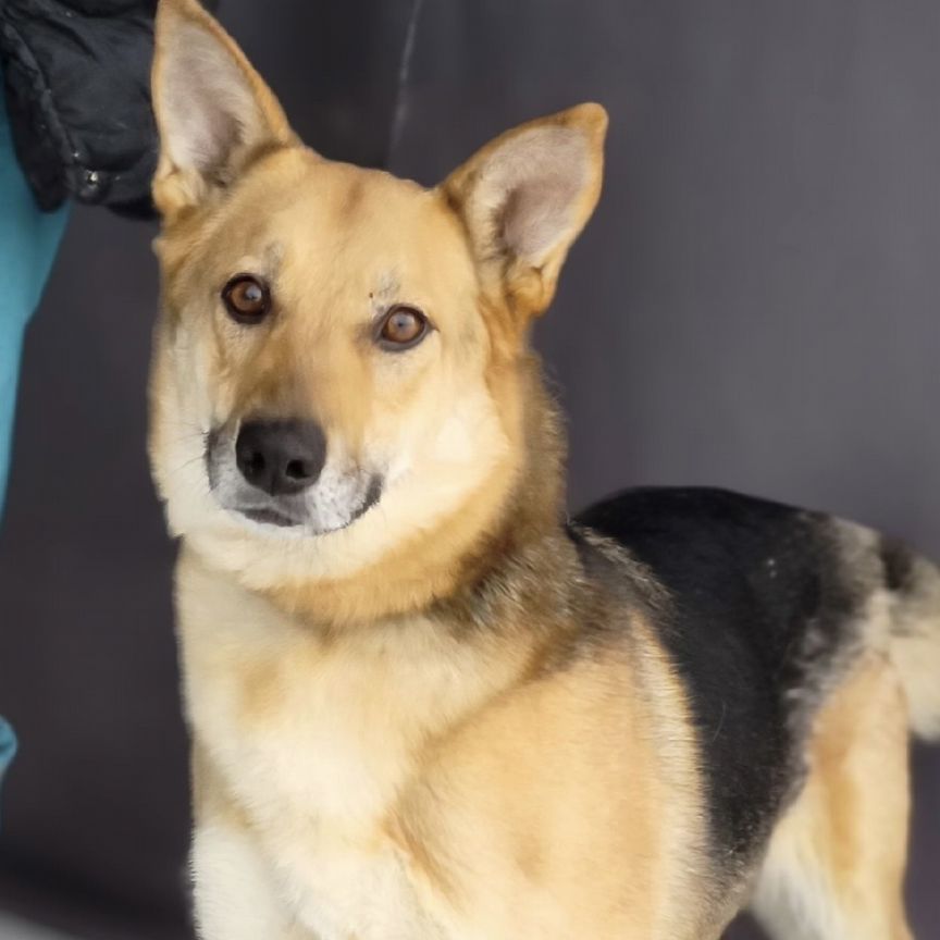 Взрослая собака в добрые руки