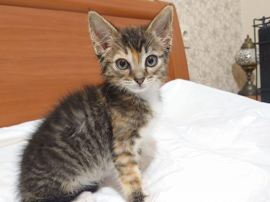 Котенок Мира для мира