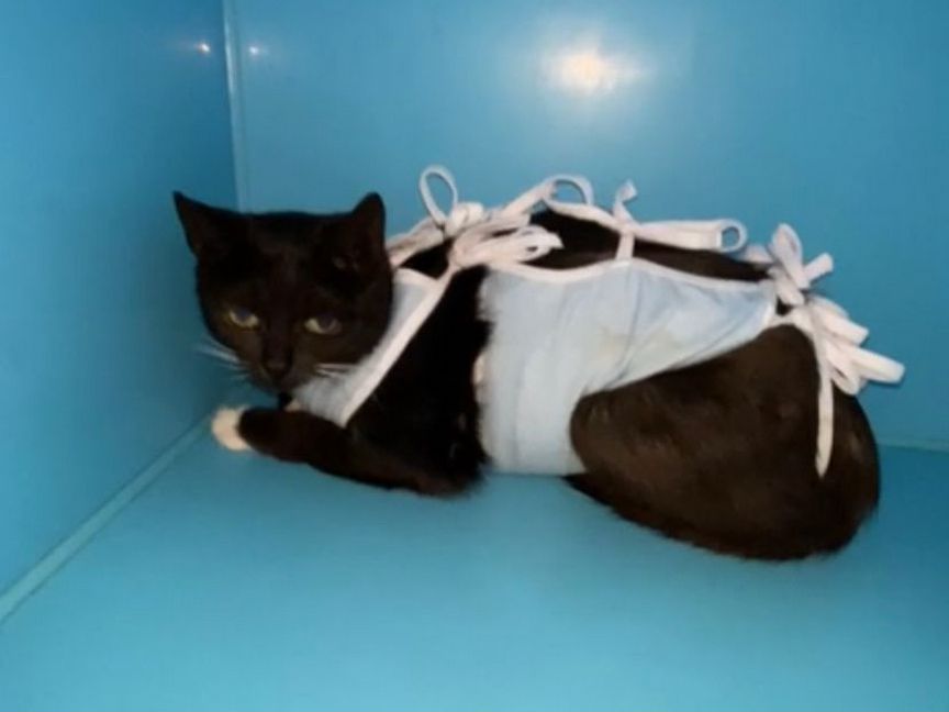 Назвали кошечку именем улицы Верейская(.спасите