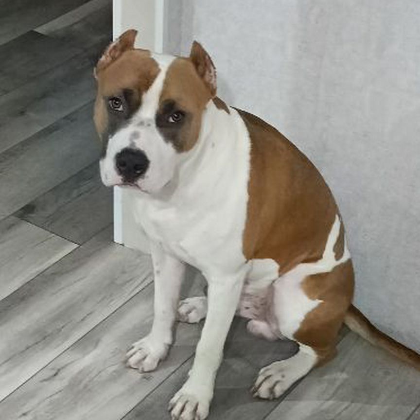 Продам стаффордширского терьера