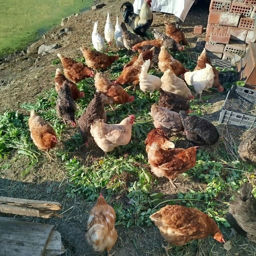 Куры несушки продам
