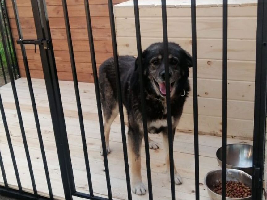 Собака в добрые руки отдам бесплатно