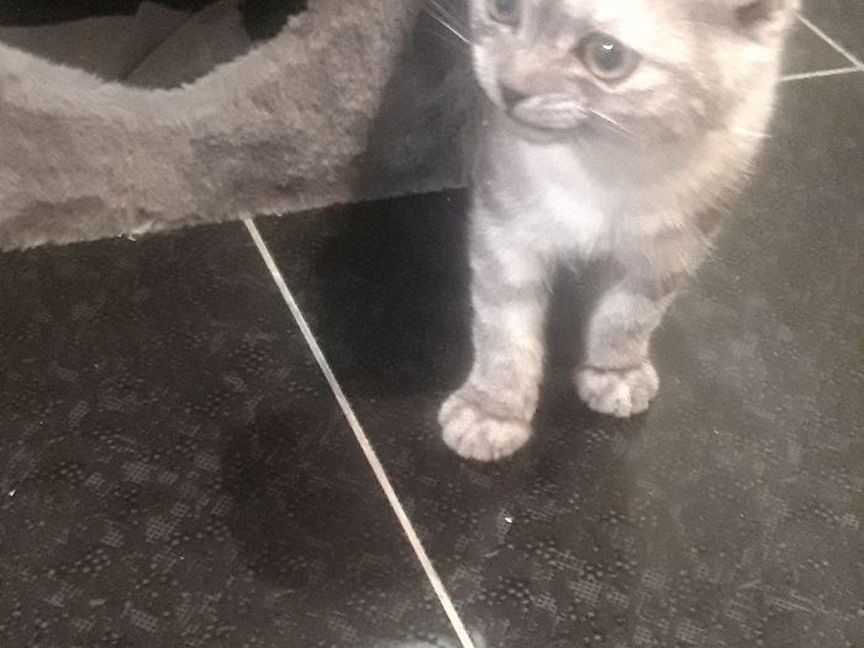 Шотландская вислоухая кошка