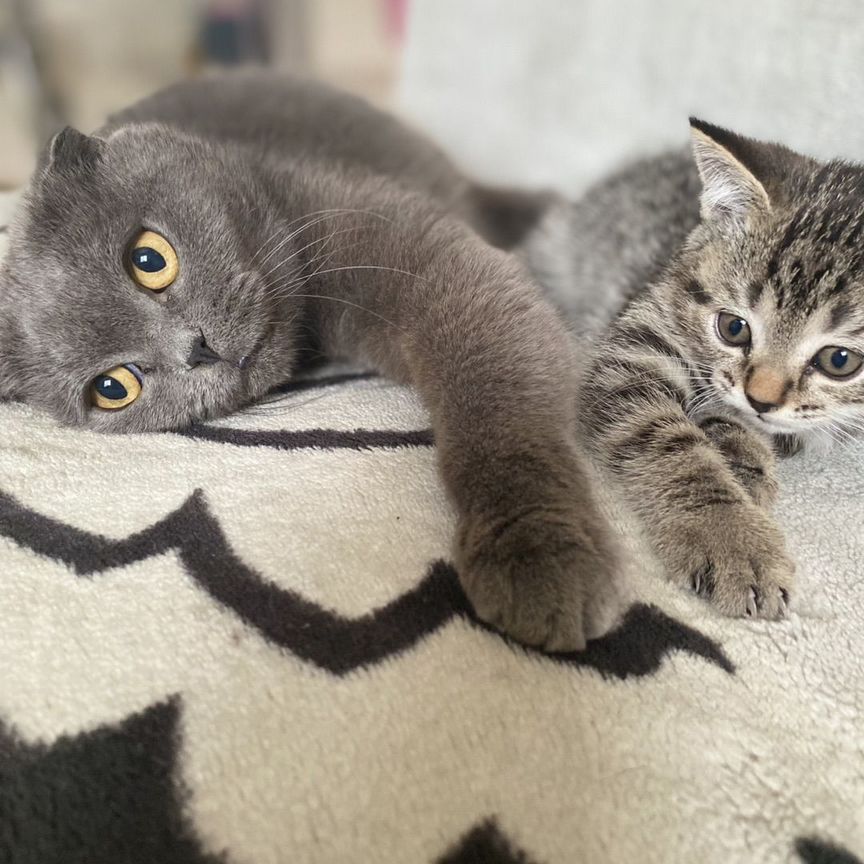 Шотландская вислоухая кошка бесплатно