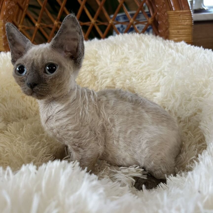 Девон-рекс котёнок