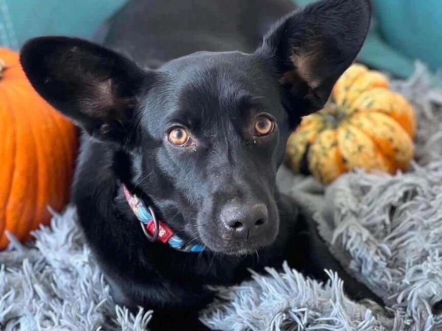 Маленькая собака Фрея 10 кг 1,5 г в добрые руки