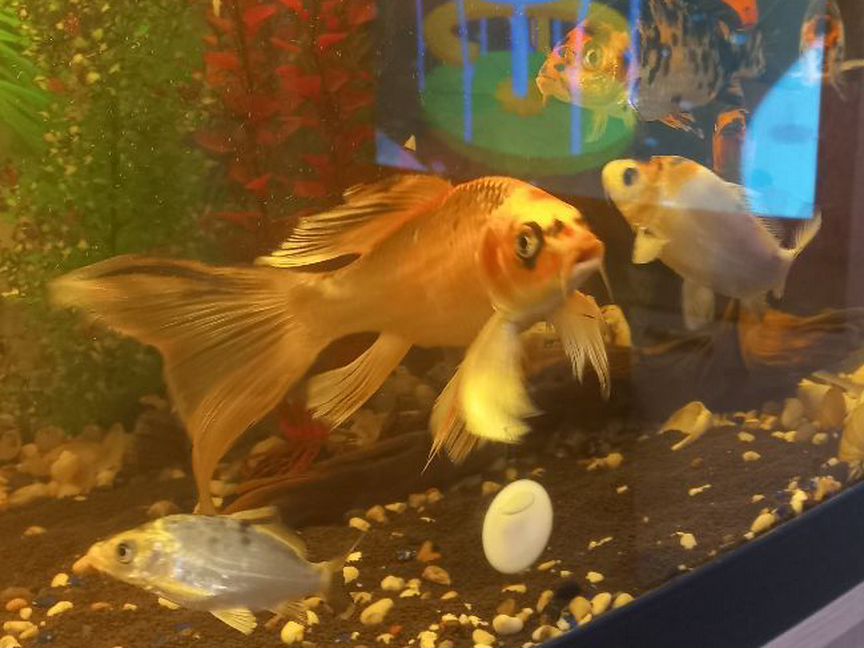 Аквариумные рыбки