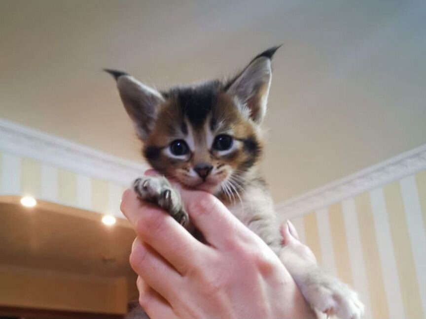 Котенок каракет девочка