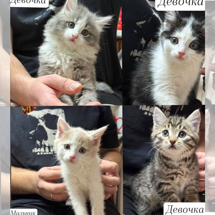 Котёнок в добрые руки