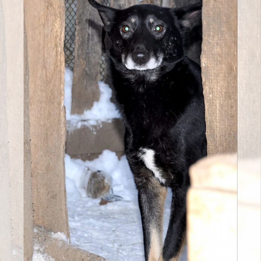 Взрослая собака в добрые руки